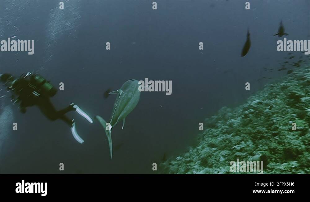 Huge tuna fish Stock Videos & Footage - HD and 4K Video Clips - Alamy