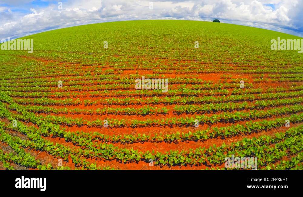 Plantation brazil Stock Videos & Footage - HD and 4K Video Clips - Alamy