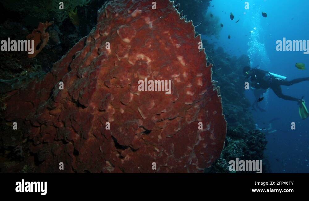 Diving into barrel Stock Videos & Footage - HD and 4K Video Clips - Alamy