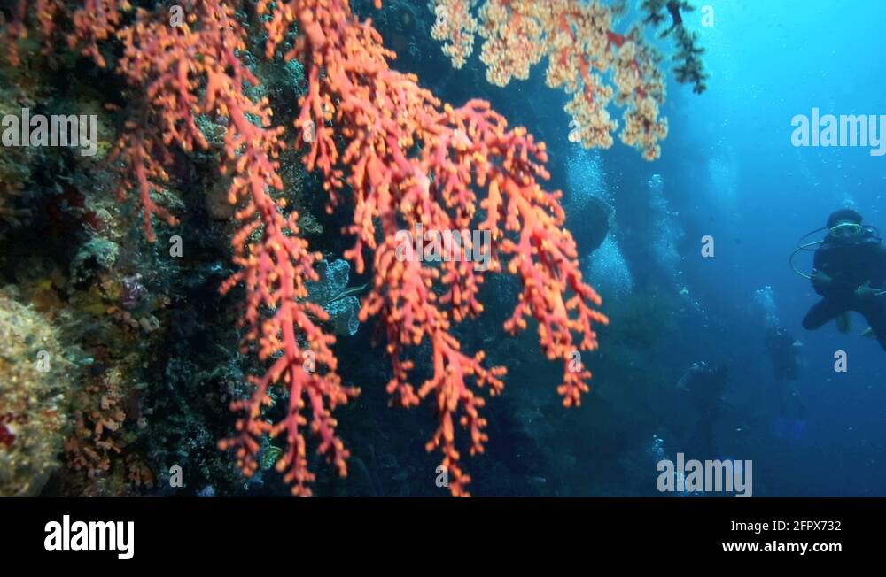 Scuba divers exploring vertical reef wall Stock Video Footage - Alamy