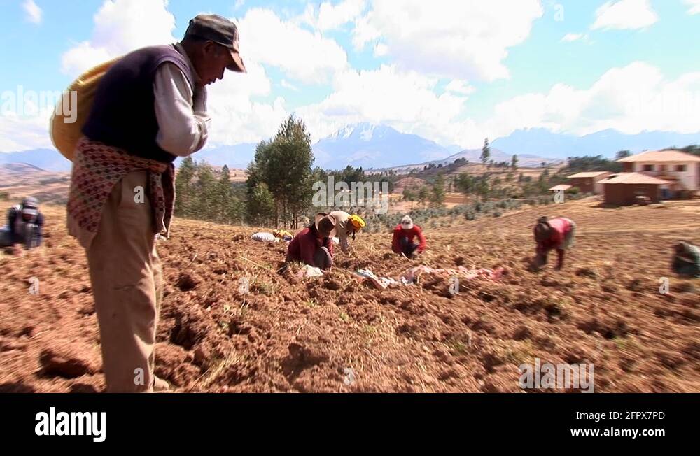 Potato harvest peru Stock Videos & Footage - HD and 4K Video Clips - Alamy