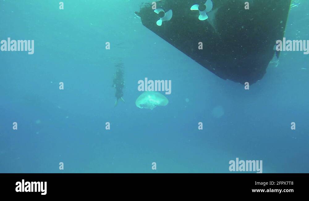 Ocean underneath Stock Videos & Footage - HD and 4K Video Clips - Alamy