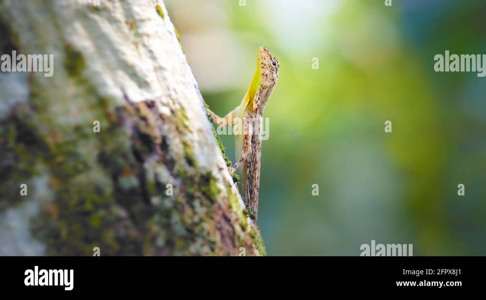 Flying lizard Stock Videos & Footage - HD and 4K Video Clips - Alamy