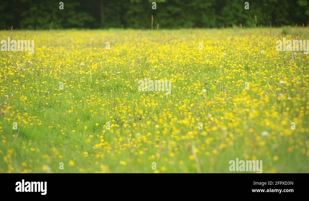 Dreamy field Stock Videos & Footage - HD and 4K Video Clips - Alamy