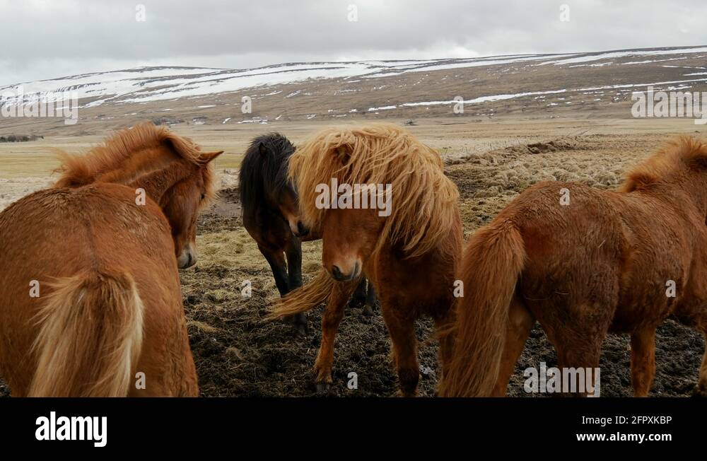 Cold fighting Stock Videos & Footage - HD and 4K Video Clips - Alamy