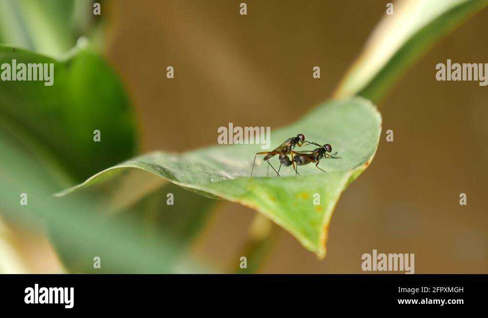 Mosquito mating Stock Videos & Footage - HD and 4K Video Clips - Alamy