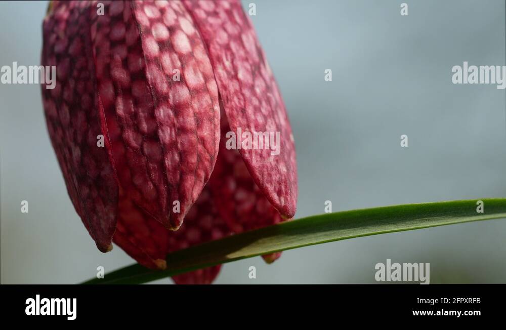 Beautiful snakes Stock Videos & Footage - HD and 4K Video Clips - Alamy