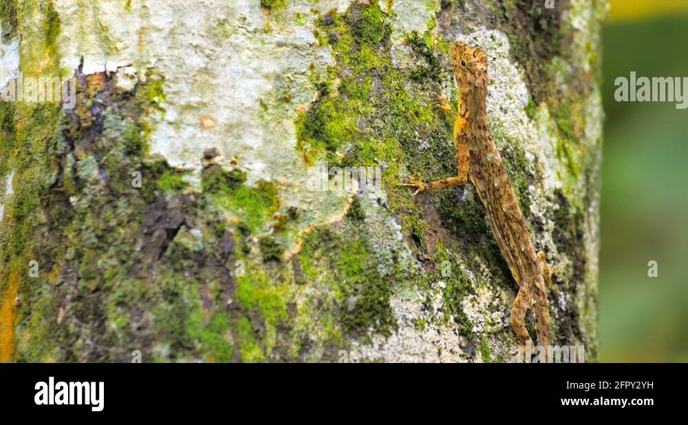 Camouflage insects Stock Videos & Footage - HD and 4K Video Clips - Alamy