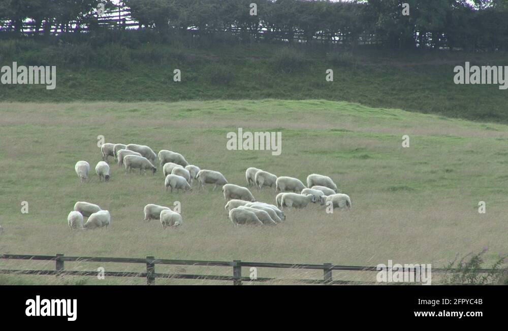 Startled sheep Stock Videos & Footage - HD and 4K Video Clips - Alamy