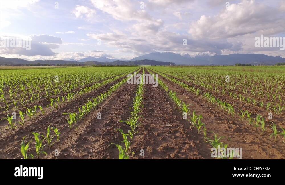Rows of maize Stock Videos & Footage - HD and 4K Video Clips - Alamy