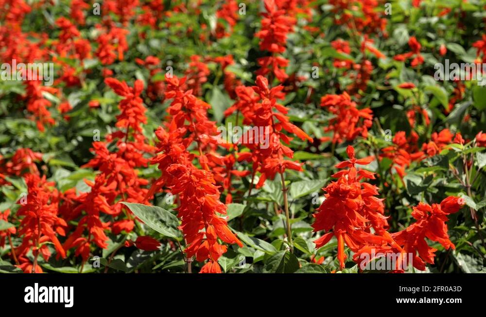High resolution flowers Stock Videos & Footage - HD and 4K Video Clips ...