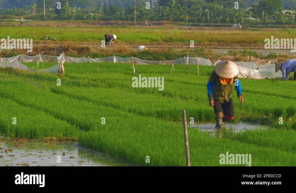 Rice farmers work in lush rice paddies wearing bamboo peasant farmer ...