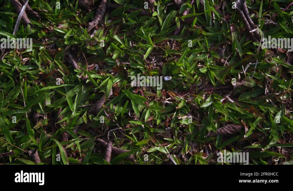 Ants line walk grass Stock Videos & Footage - HD and 4K Video Clips - Alamy