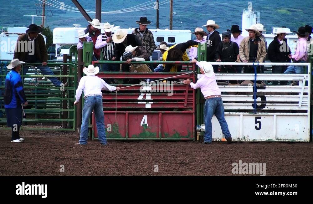 Utah bull Stock Videos & Footage - HD and 4K Video Clips - Alamy