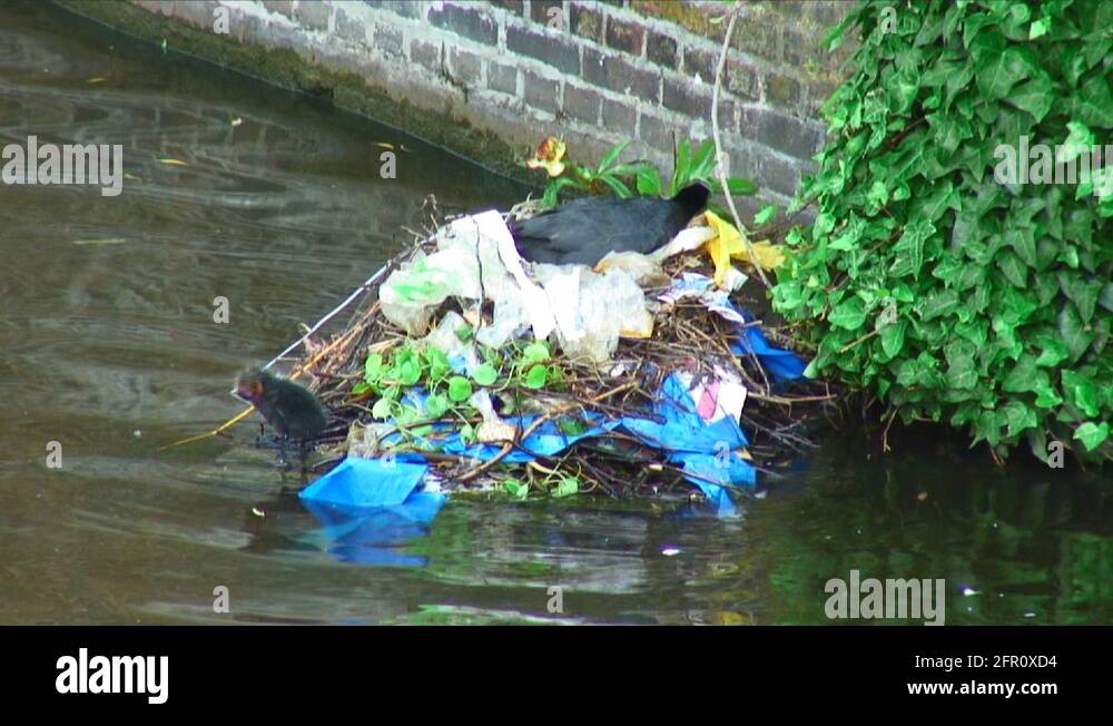 Trash bird nest Stock Videos & Footage - HD and 4K Video Clips - Alamy