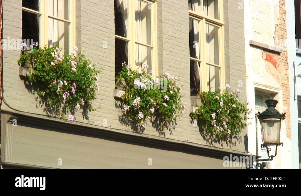 Windows plants Stock Videos & Footage - HD and 4K Video Clips - Alamy