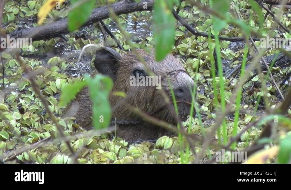 Lesser Capybara hide in swamp in thick bush in lowland rainforest Stock ...