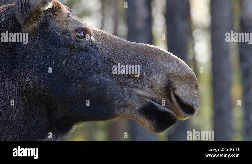 Moose chewing Stock Videos & Footage - HD and 4K Video Clips - Alamy