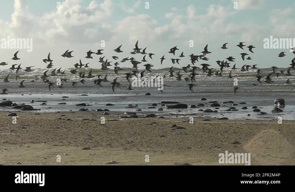 British waders Stock Videos & Footage - HD and 4K Video Clips - Alamy