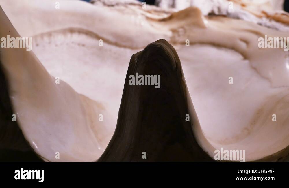 Clam shell large Stock Videos & Footage - HD and 4K Video Clips - Alamy