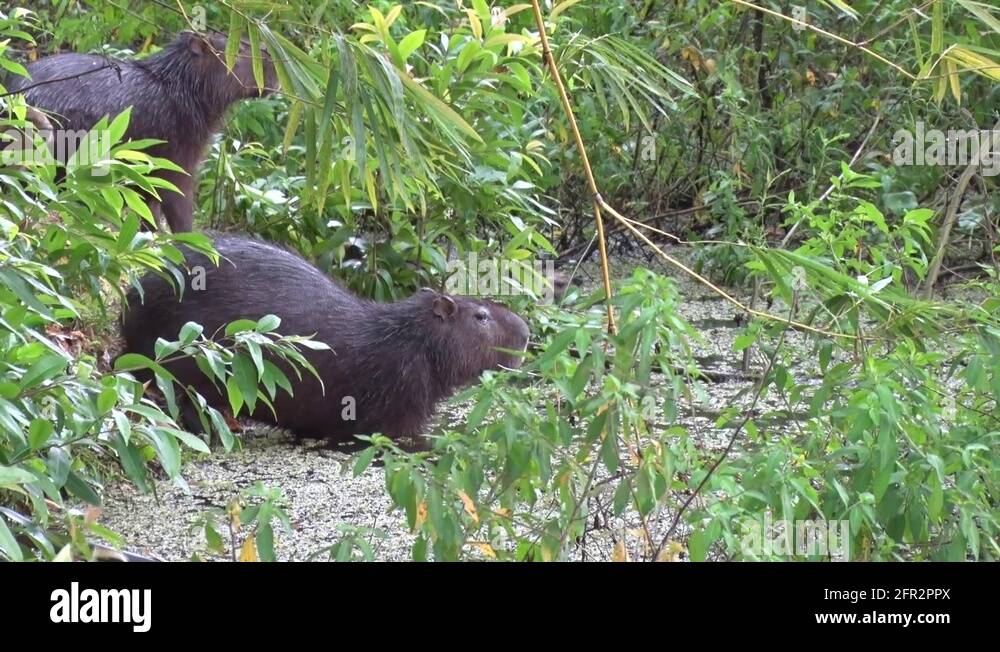 Lesser Capybara family sit and walk at the waters edge in swamp in ...