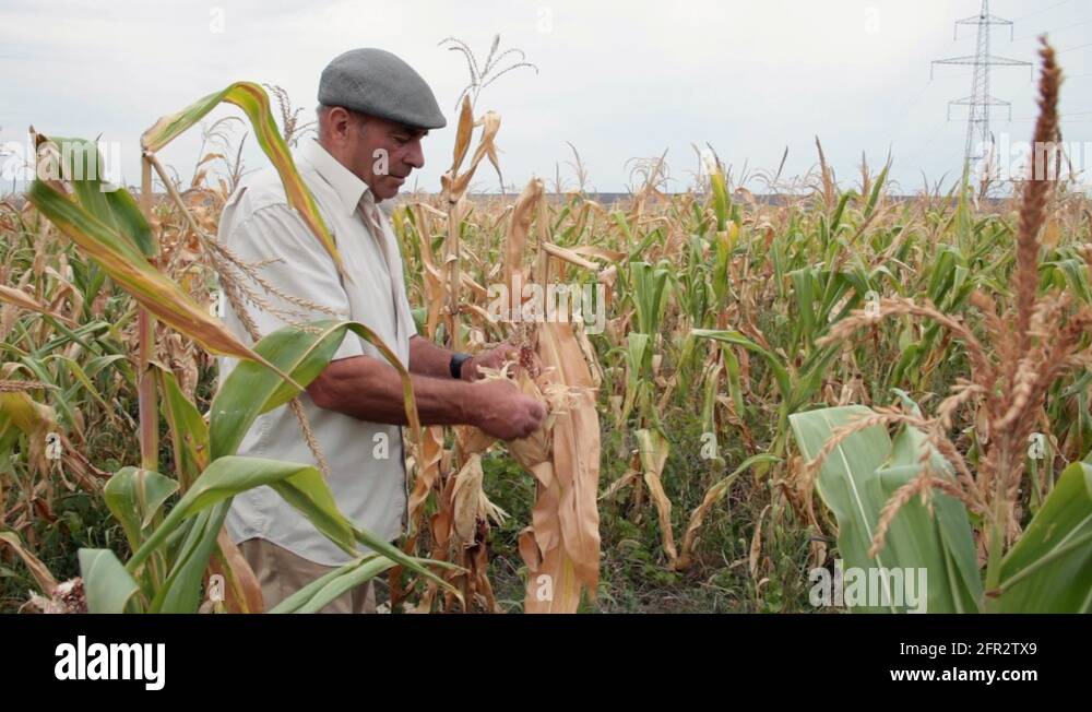 Pests crop damage Stock Videos & Footage - HD and 4K Video Clips - Alamy