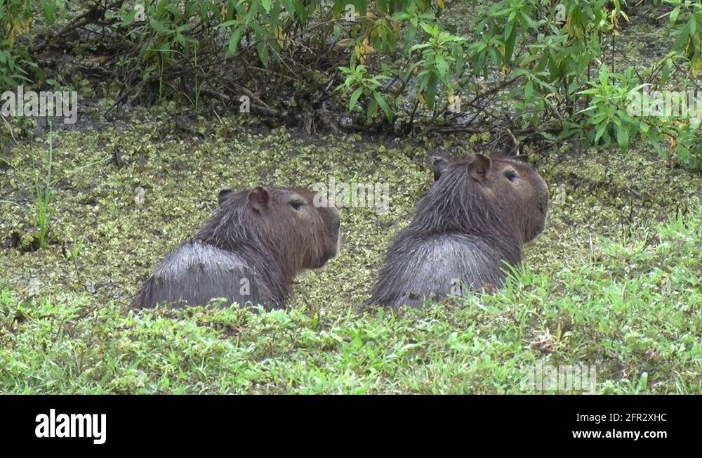 Lesser Capybara family walk in swamp in lowland rainforest Stock Video ...
