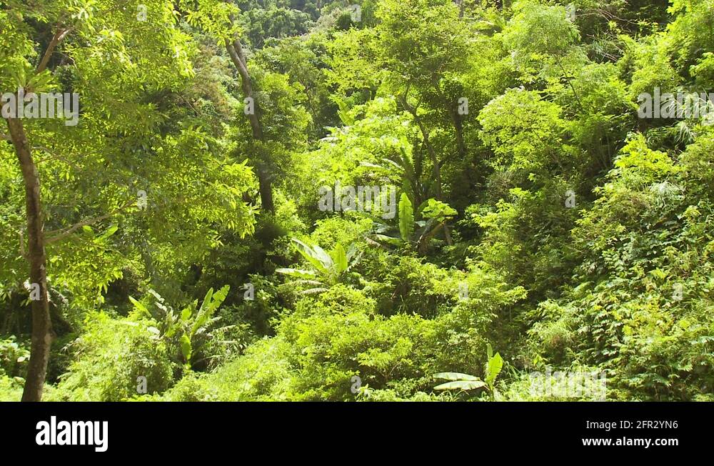 Inside the rainforest Stock Videos & Footage - HD and 4K Video Clips ...