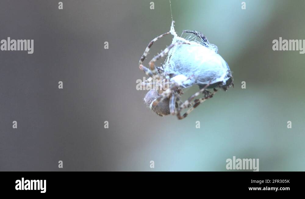 Insect spider attacking a beetle caught in a spider web, macro 4k Stock ...