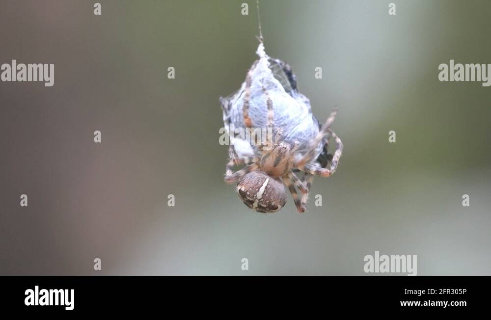 Insect spider attacking a beetle caught in a spider web, macro 4k Stock ...
