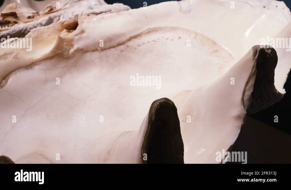 Giant Bear Paw Clam Shell Side View Top, 4K Stock Video Footage - Alamy