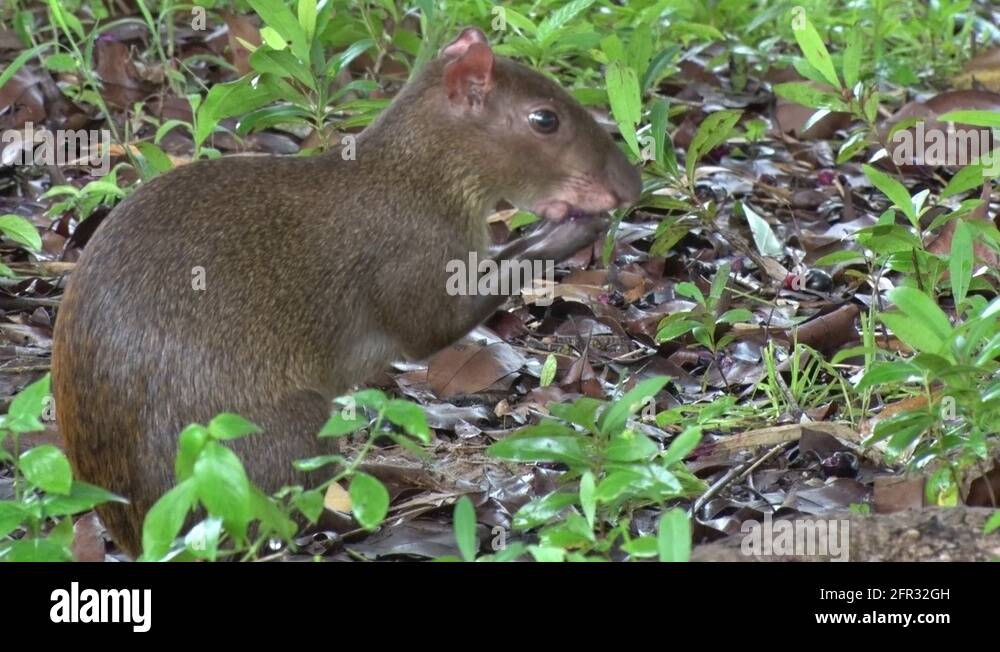 Central American Agouti forage and sit and eat with hands portrait ...