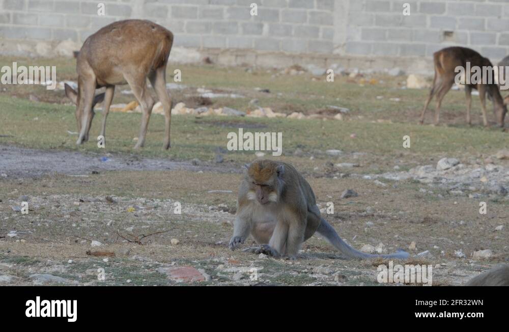 Javanese monkey Stock Videos & Footage - HD and 4K Video Clips - Alamy