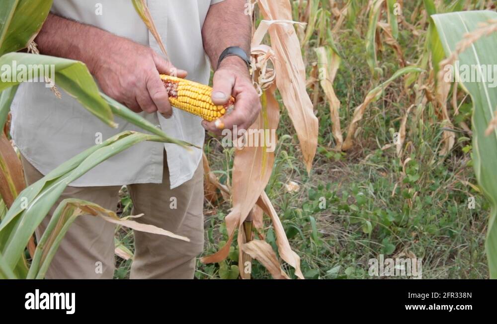 Pests rats Stock Videos & Footage - HD and 4K Video Clips - Alamy