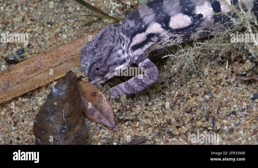 Panther chameleon female digging hole in sand to lay eggs 2 Stock Video ...