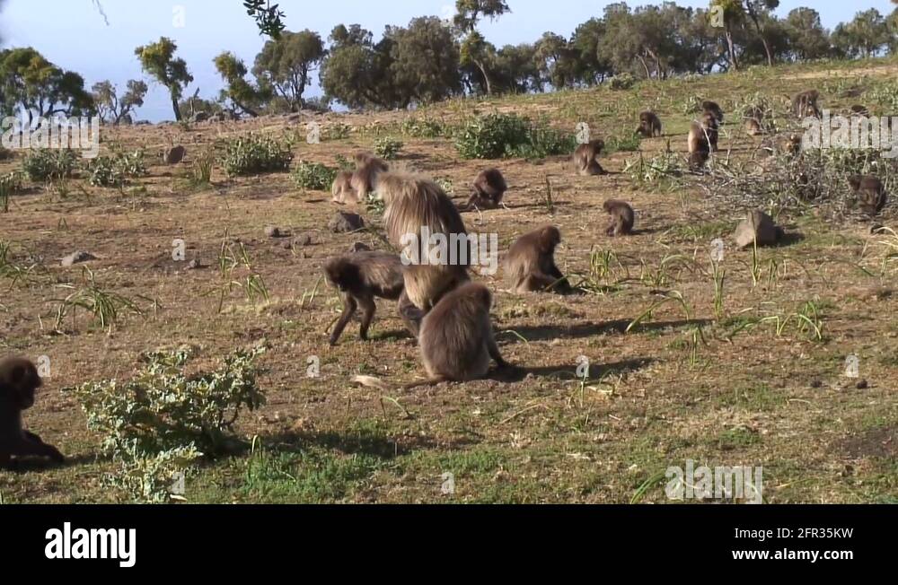 Mating primate Stock Videos & Footage - HD and 4K Video Clips - Alamy