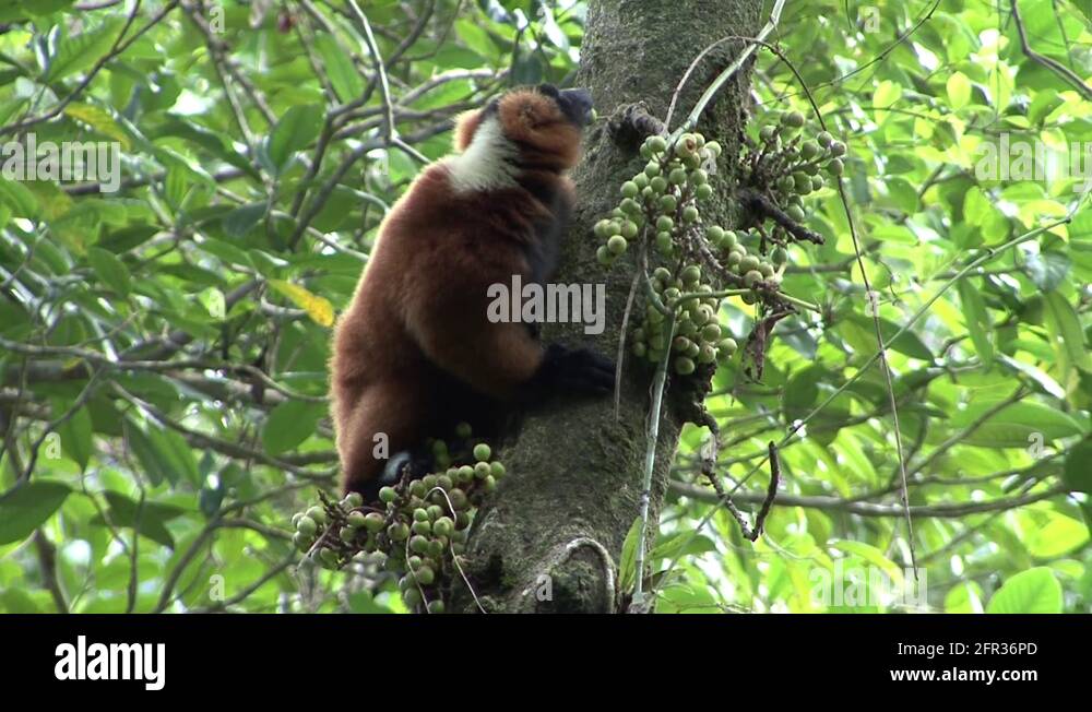 Red fruit fig tree Stock Videos & Footage - HD and 4K Video Clips - Alamy