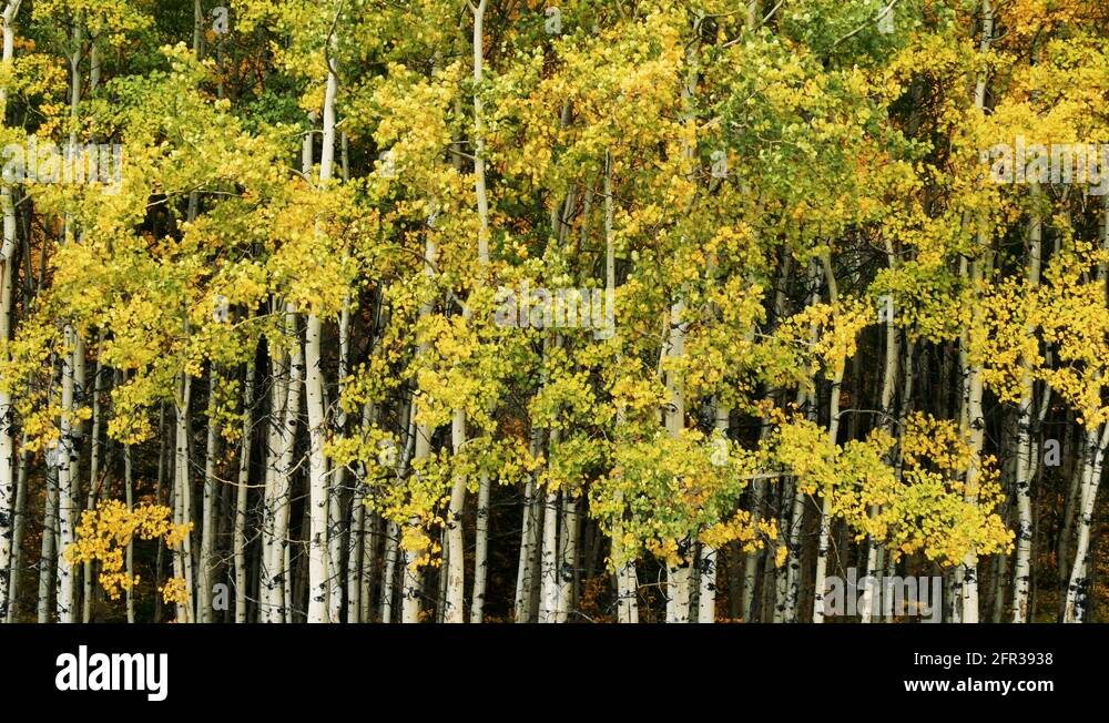 Aspen trees fall color Stock Videos & Footage - HD and 4K Video Clips ...