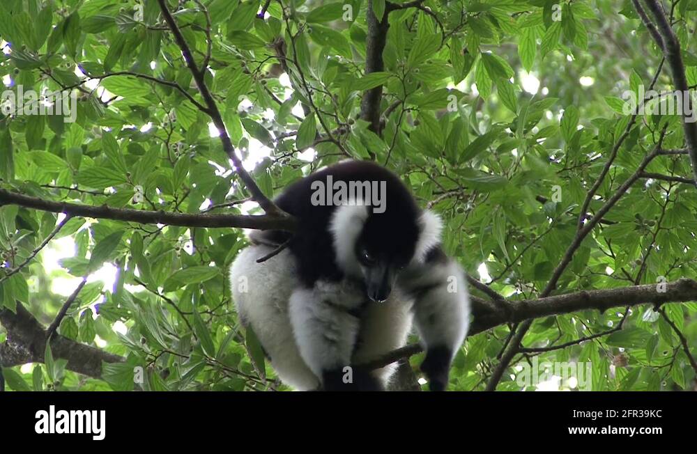 Black and white ruffed lemur grab and groom bushy tail in the ...