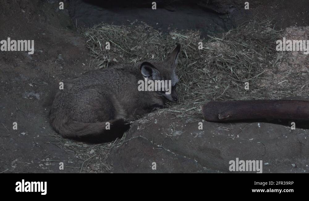 Bat eared fox in cave looking environment 4k Stock Video Footage - Alamy