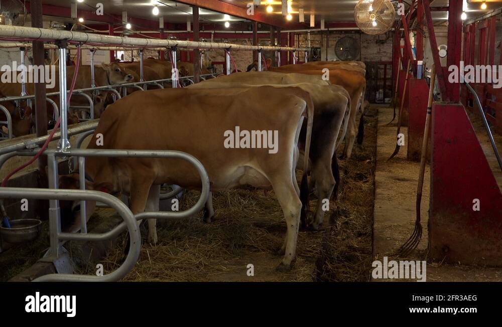 Stable of cows being fed in trough in barn 4k Stock Video Footage - Alamy