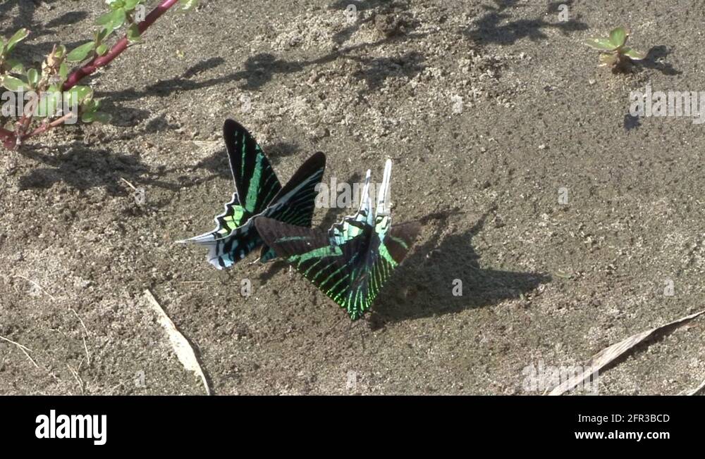 Rainforest moths Stock Videos & Footage - HD and 4K Video Clips - Alamy