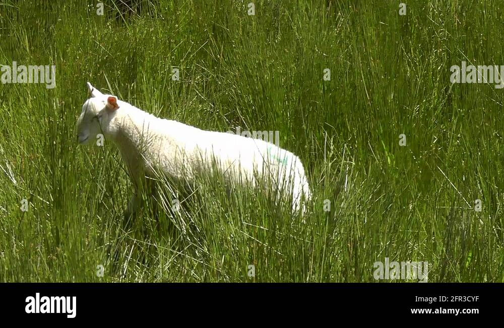 Young sheep Stock Videos & Footage - HD and 4K Video Clips - Alamy