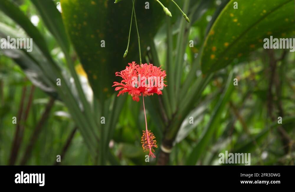 Fringed rosemallow hibiscus schizopetalus Stock Videos & Footage - HD ...