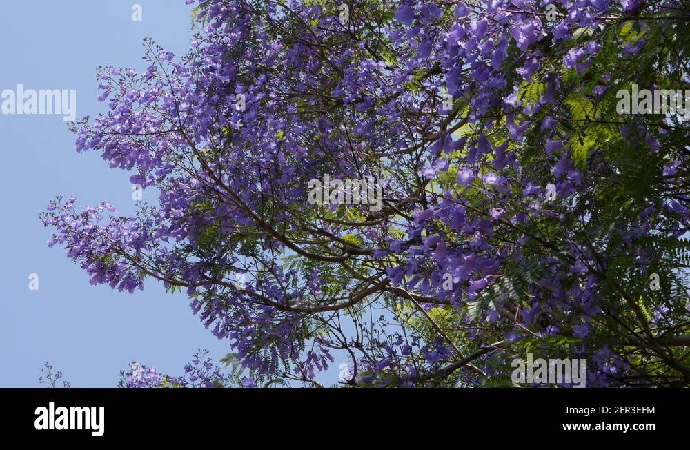 Native chinese tree Stock Videos & Footage - HD and 4K Video Clips - Alamy