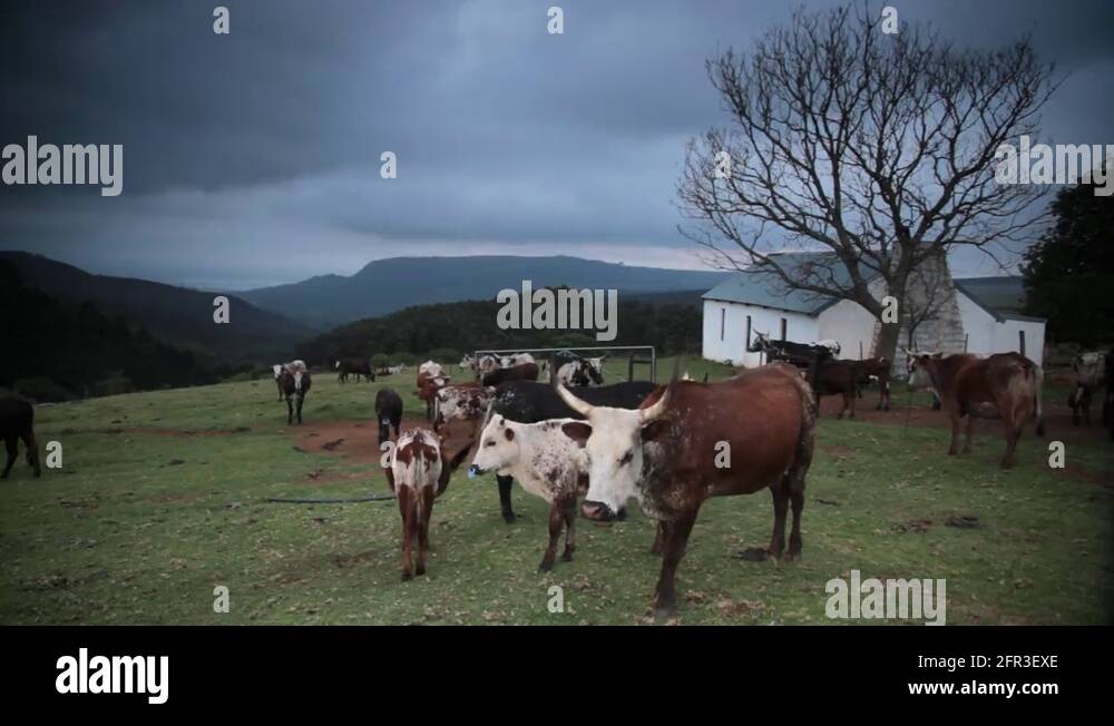 Nguni cattle in south africa Stock Videos & Footage - HD and 4K Video ...