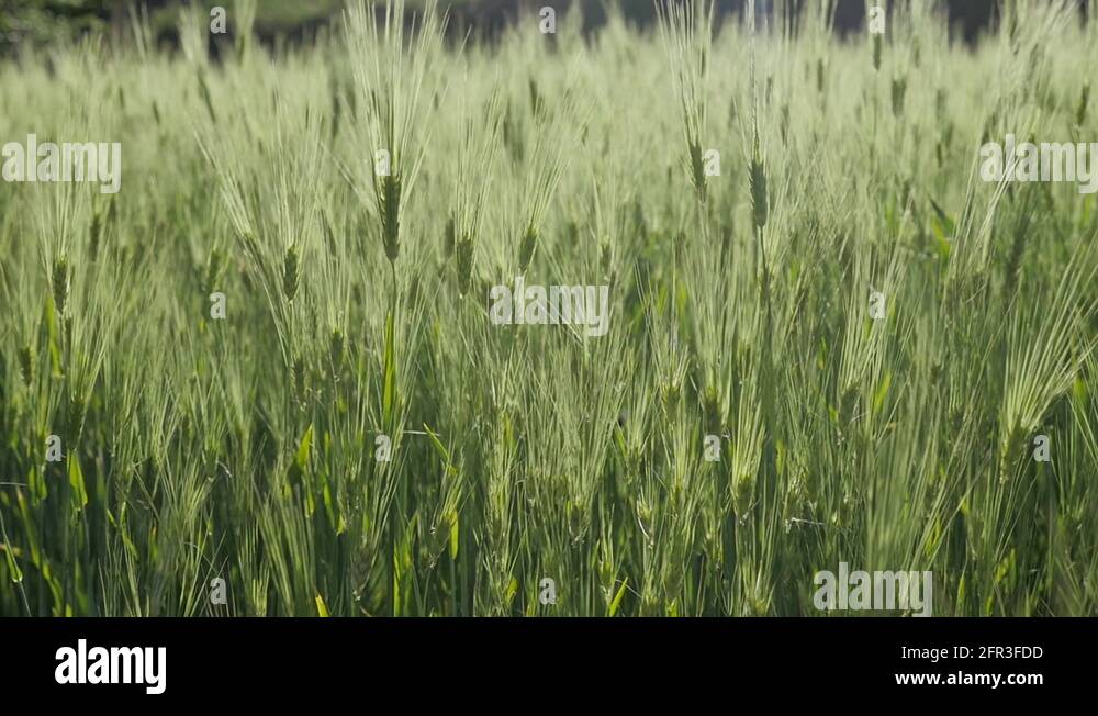 Alchi ladakh Stock Videos & Footage - HD and 4K Video Clips - Alamy