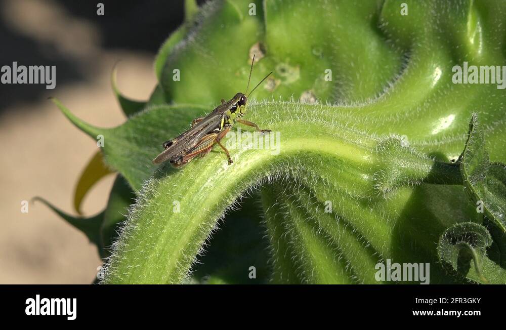 Grasshopper back Stock Videos & Footage - HD and 4K Video Clips - Alamy