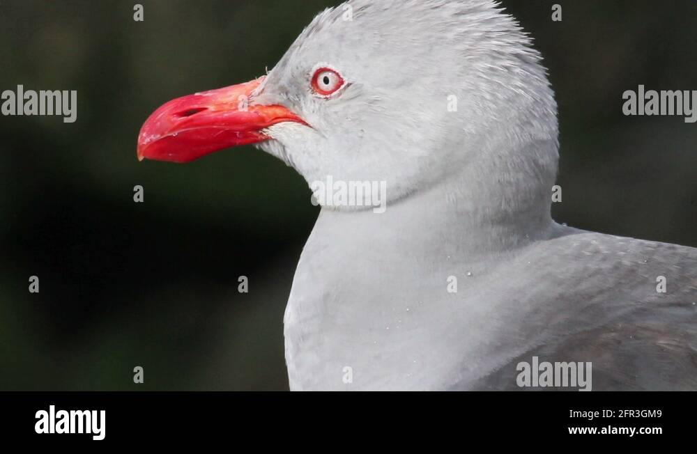 Gull face Stock Videos & Footage - HD and 4K Video Clips - Alamy