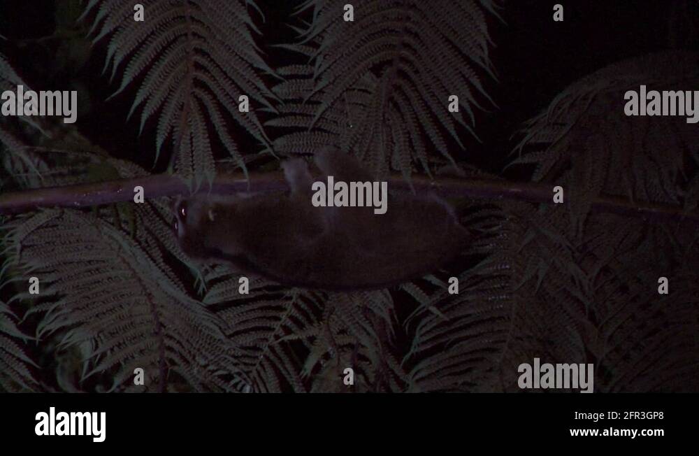 Loris nycticebus Stock Videos & Footage - HD and 4K Video Clips - Alamy